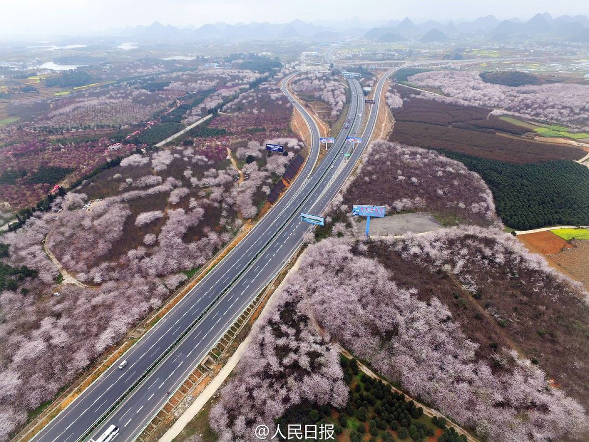 Most Beautiful Expressway in China: Cherry blossoms seen surround ...