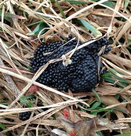 Photo supposedly shows a clump of tick eggs along a path, but its ...