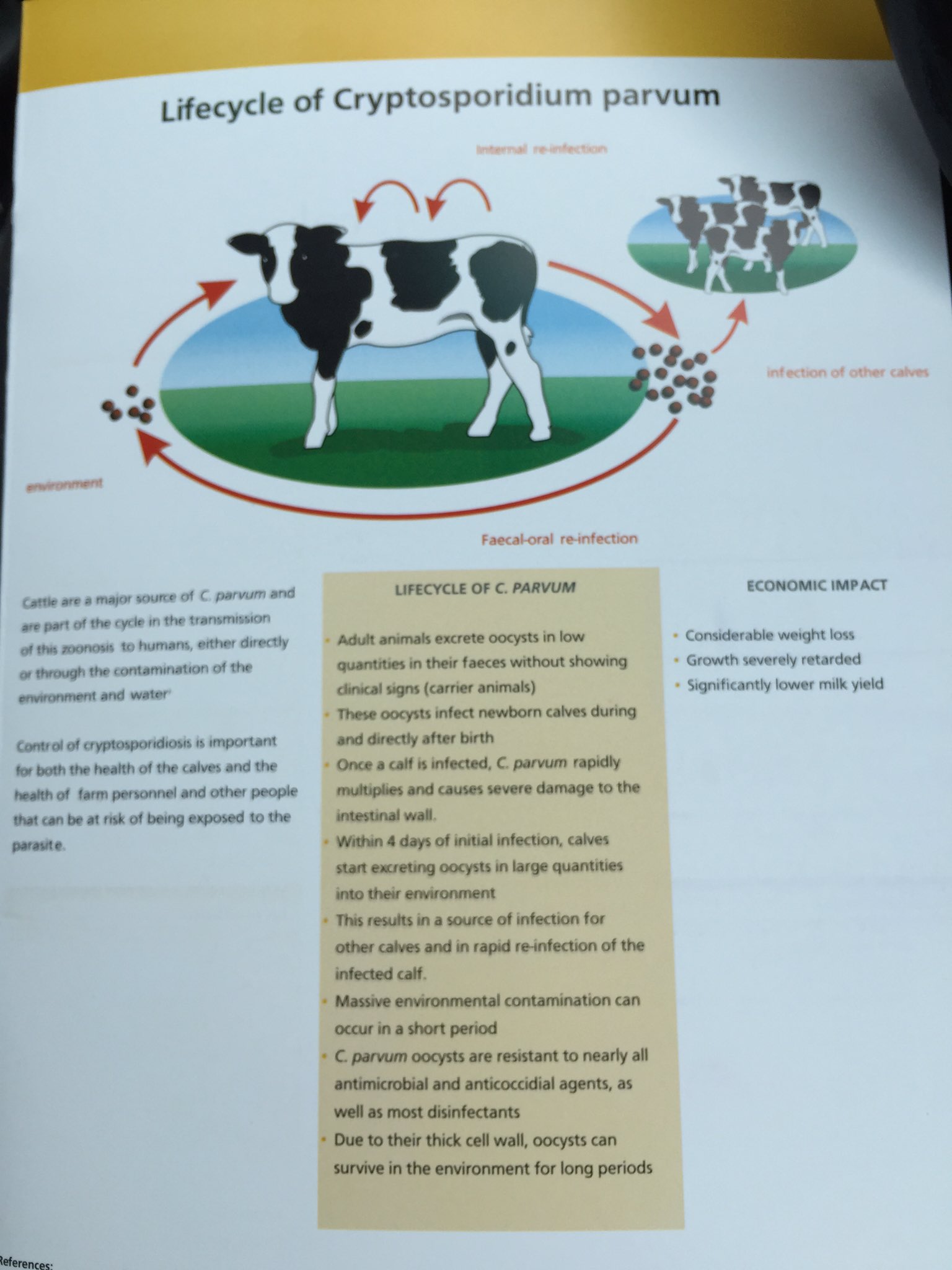 Cryptosporidium Parvum Life Cycle