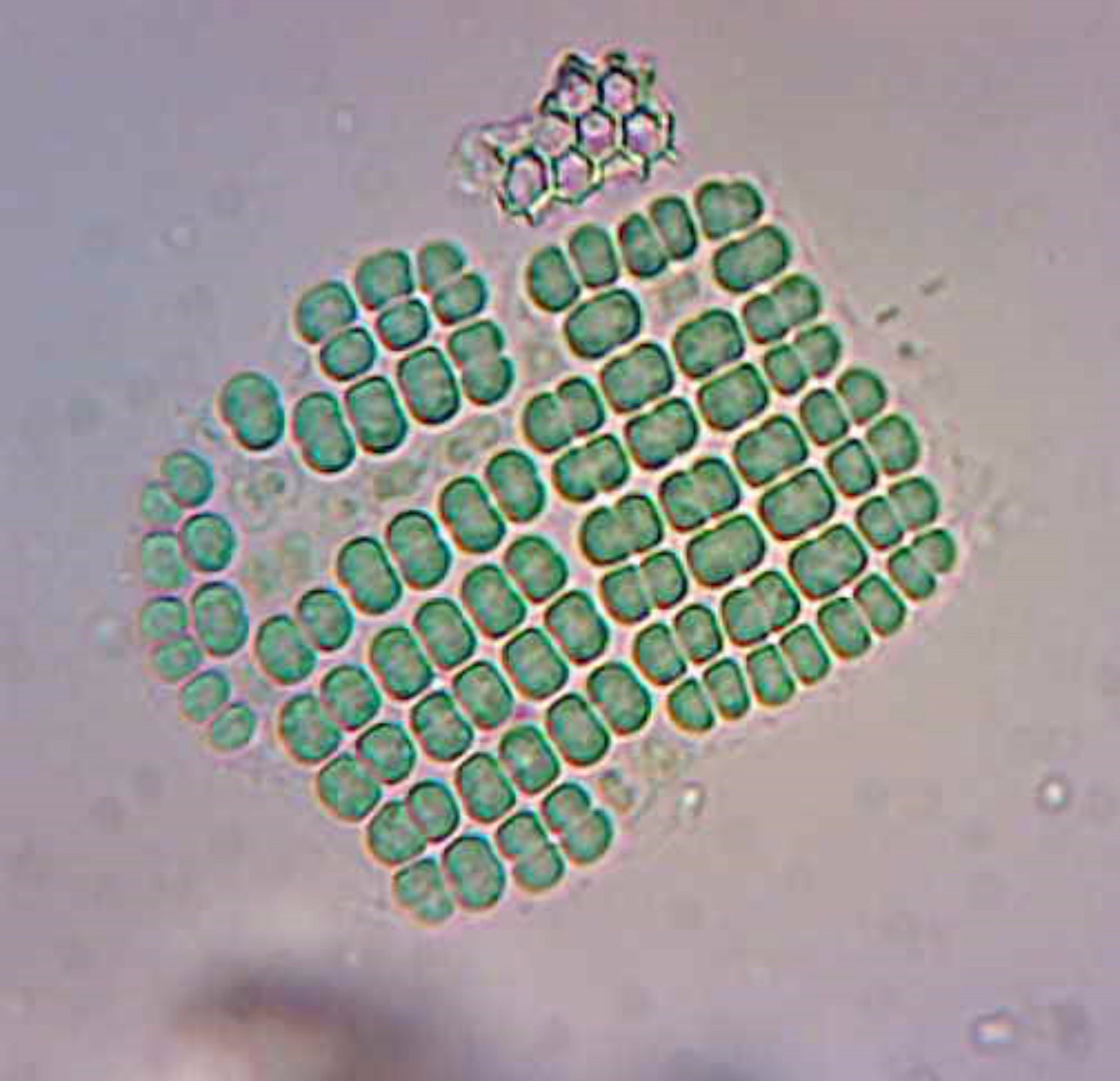 Merismopedia Under Microscope