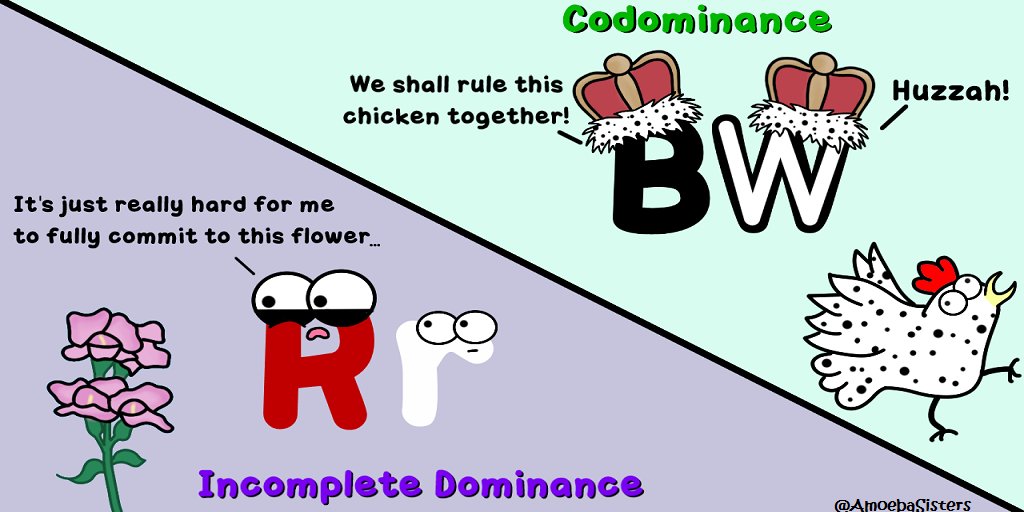 Codominance Chickens