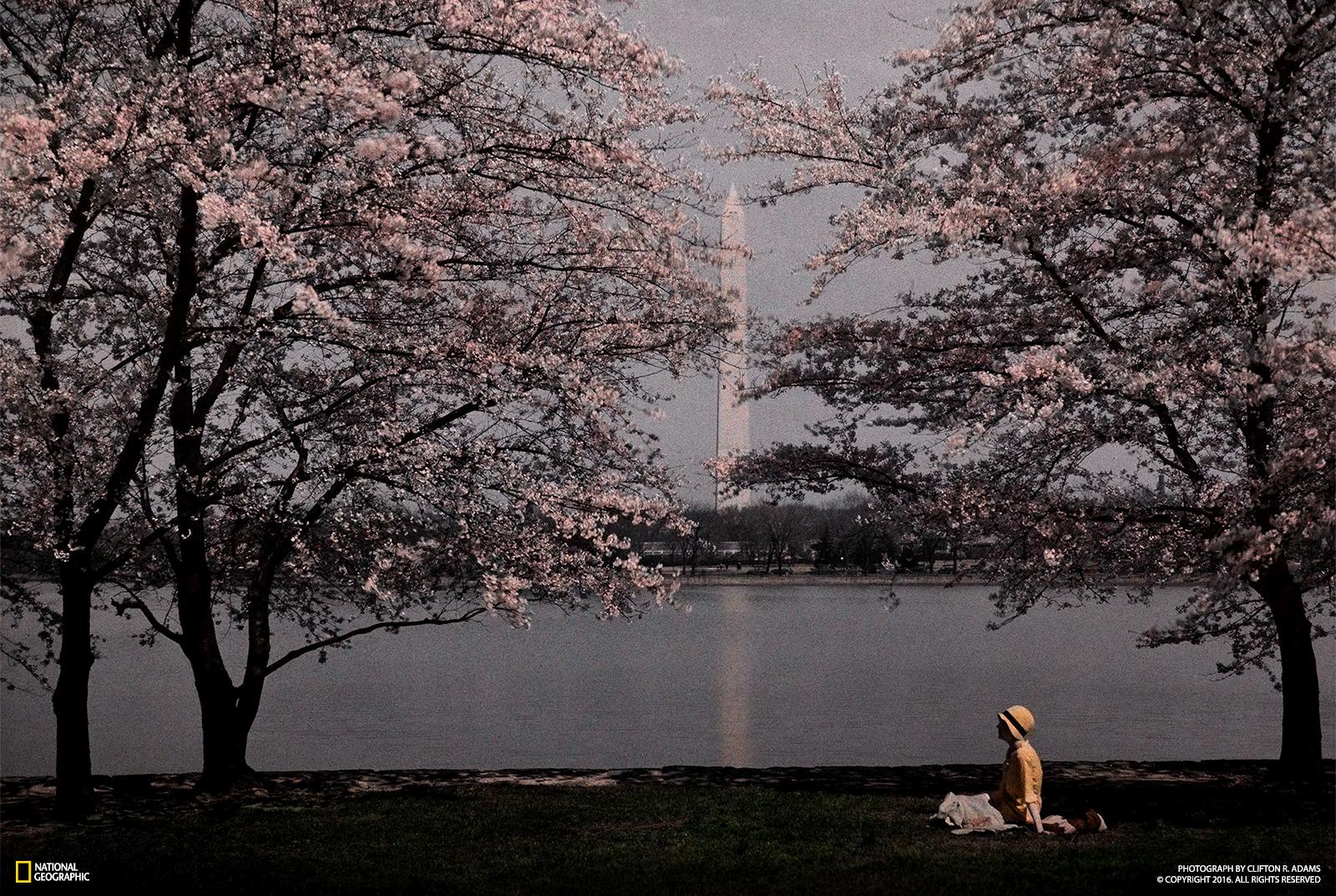 Cherry Blossom Vintage Photography