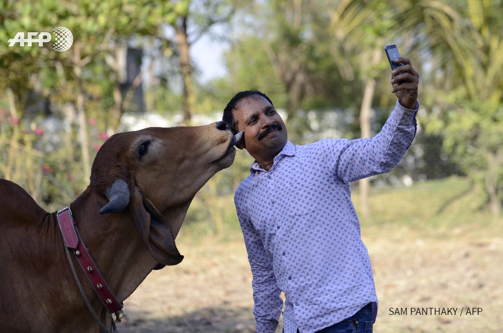 An indian man with his cow before her marriage to ox to highlight the ...