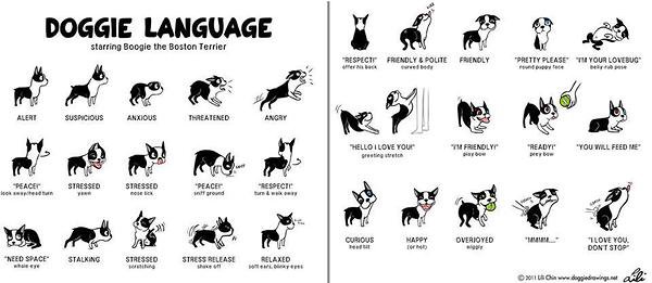 How Do Dogs Bark In Different Languages