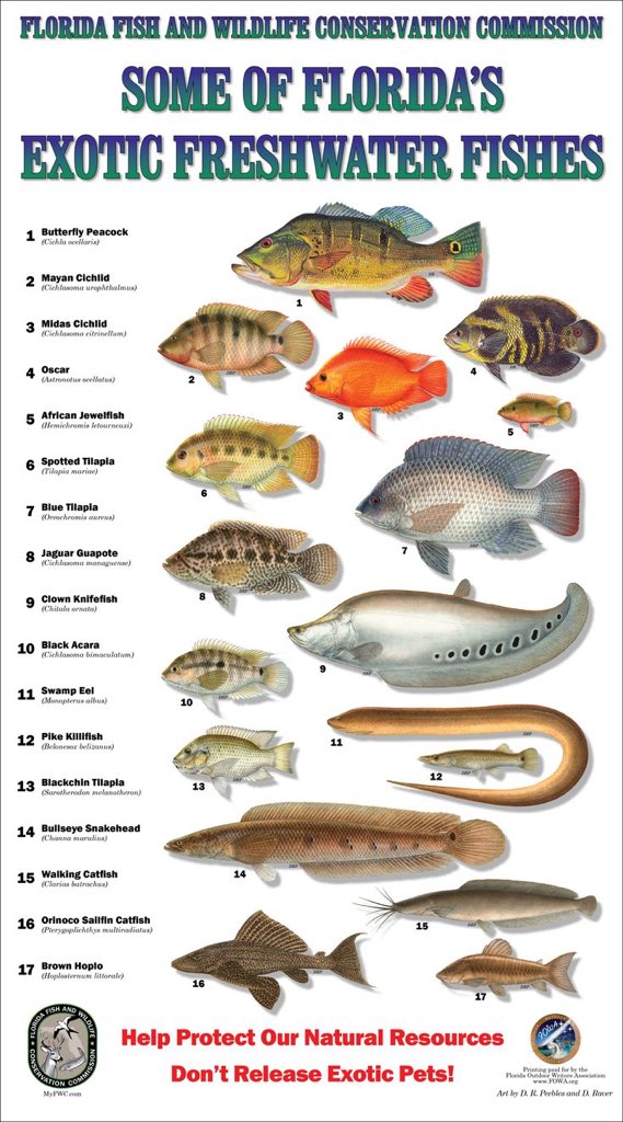 Exotic Fish Names