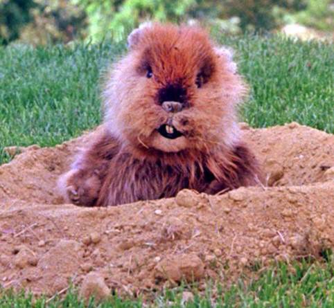 Caddyshack Gopher Meme