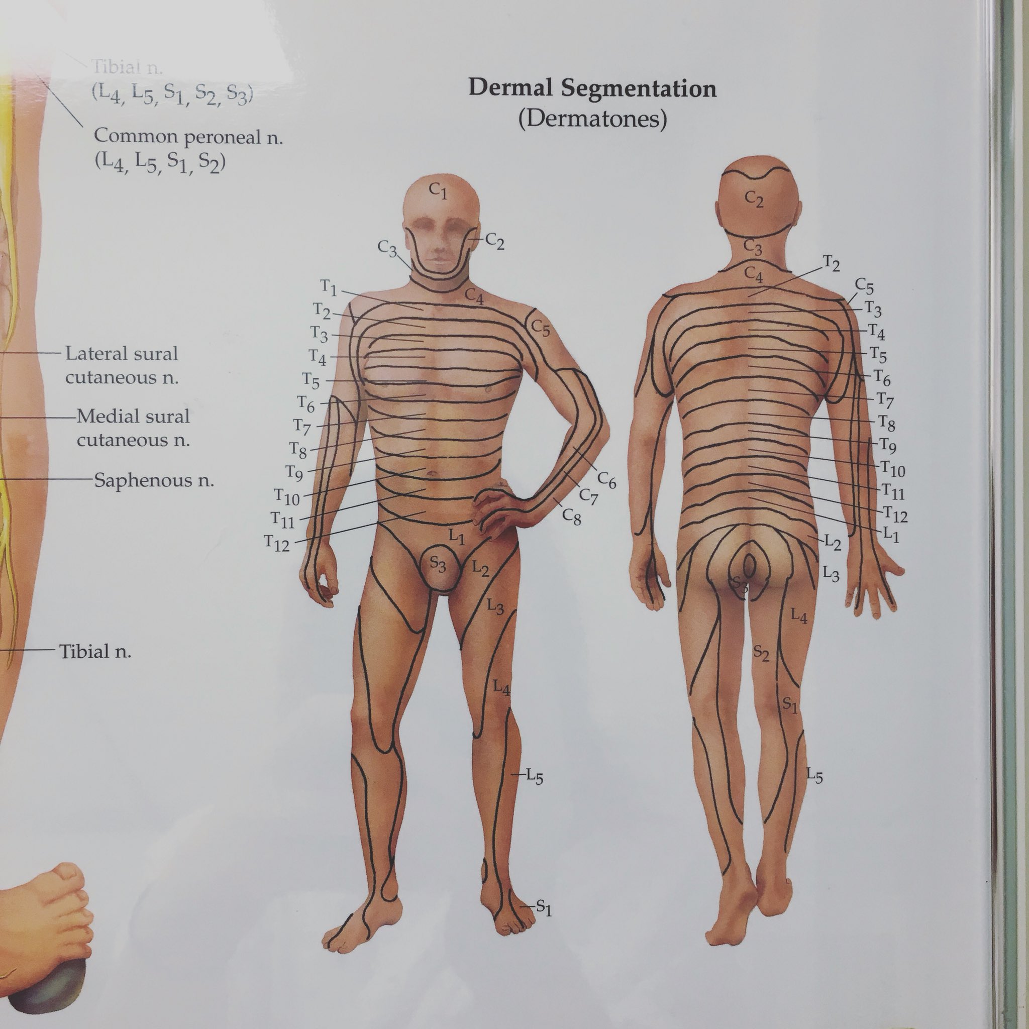 Shira on Twitter: "When your dermal segmentation is on point #werk https://t.co/1vzF7xcKnI ...