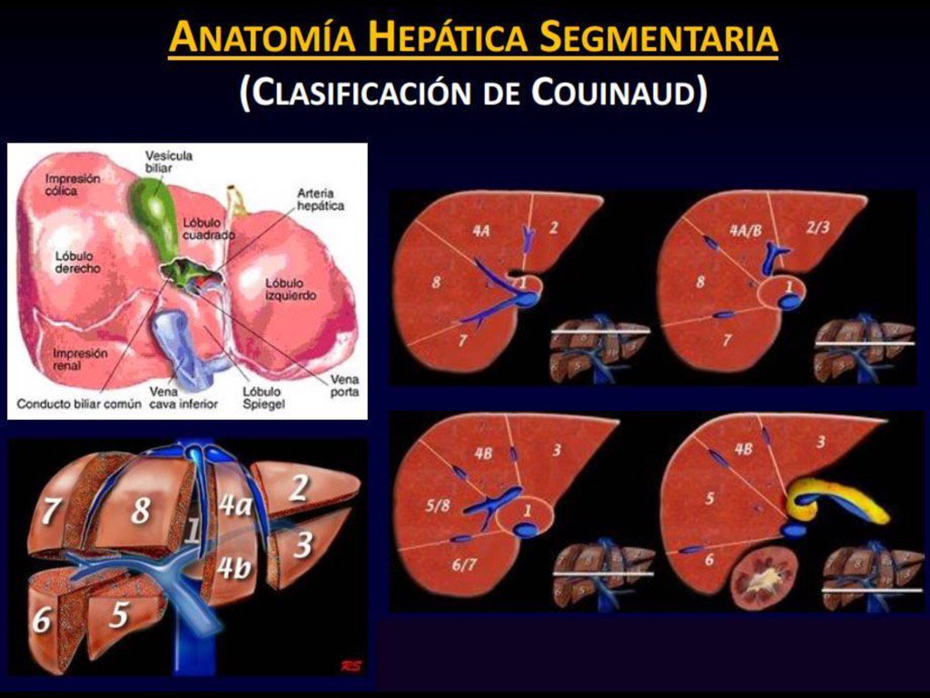 Veia Porta Hepatica Figado