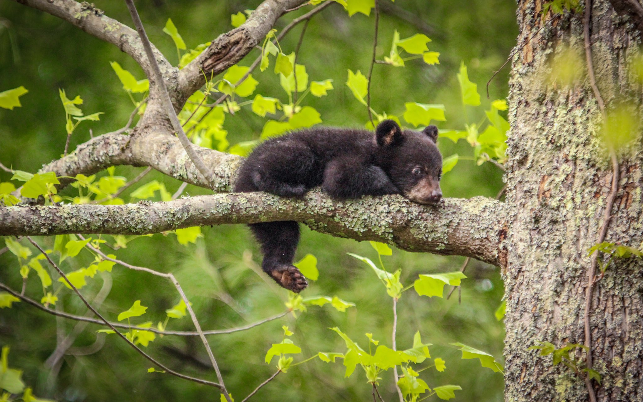 Baby Bear In Tree