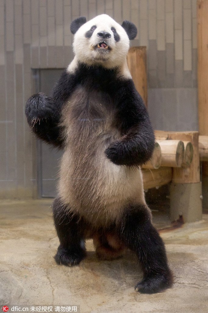 Panda Standing Up