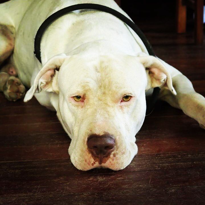 Dogo Argentino Pitbull Mix