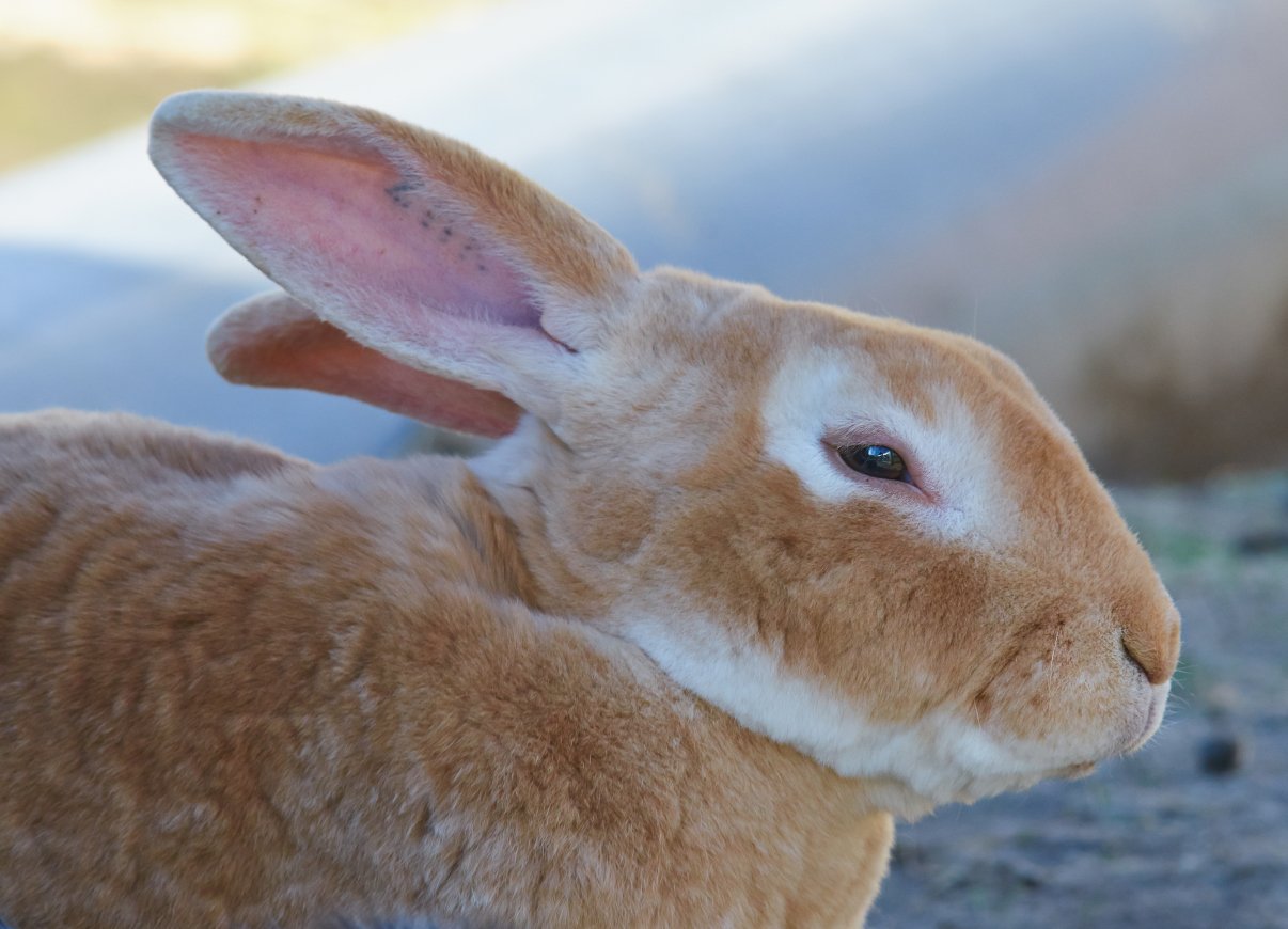 Giant Rabbit Breeds