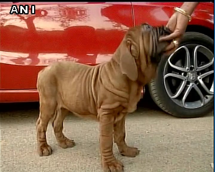 Dosa Mastiff