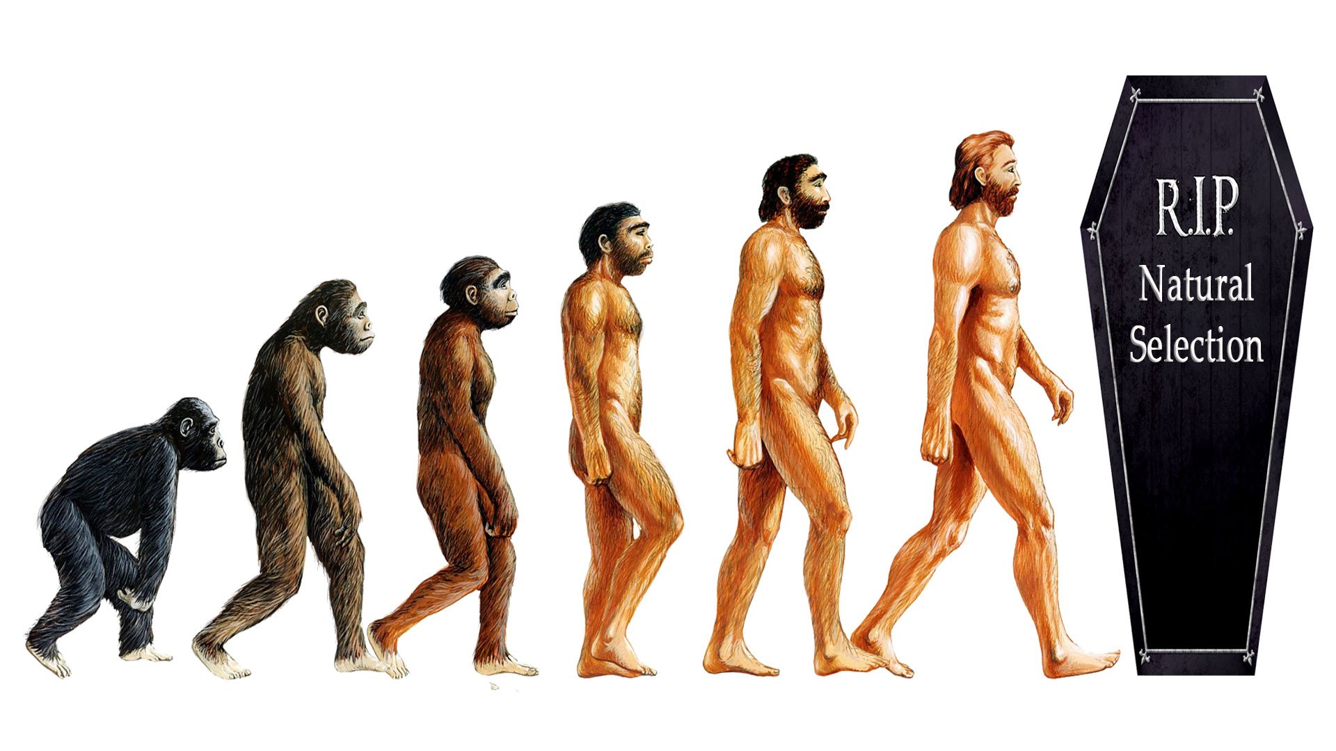 The Evolution Of Humans In The Future