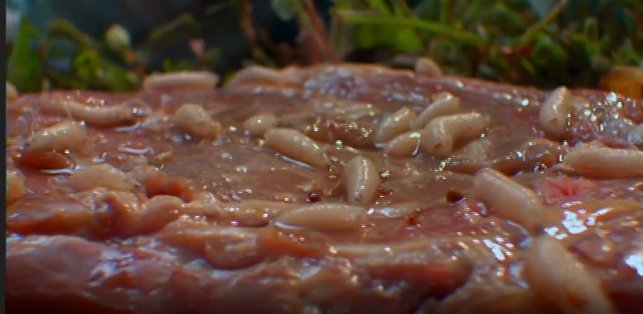 Maggots Eating Flesh