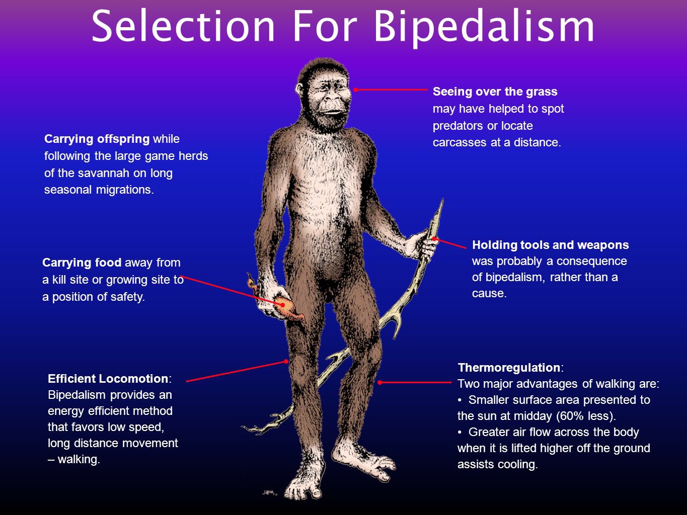 Bipedalism