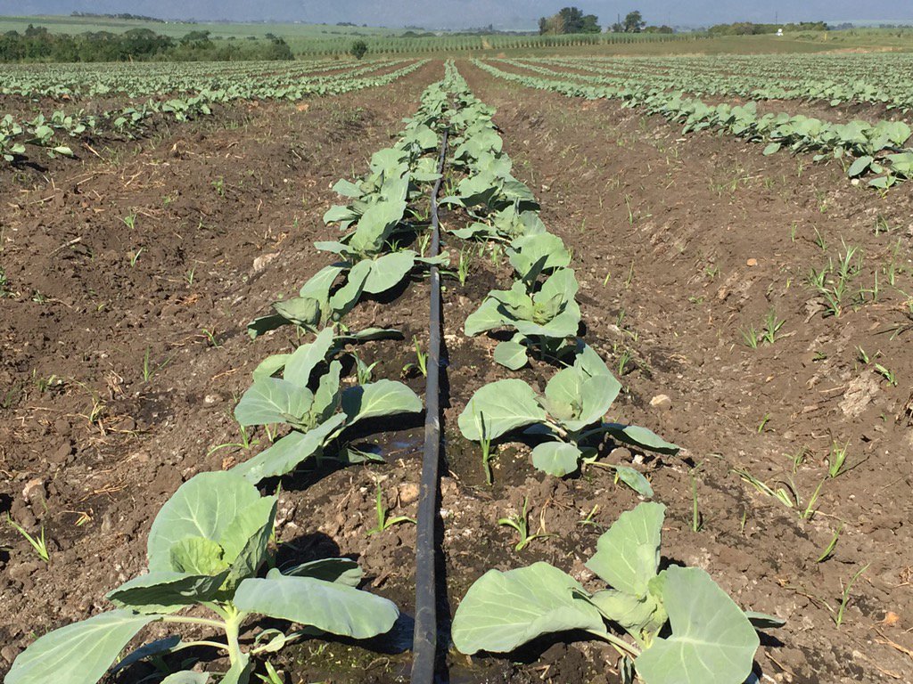 Star 3316 Cabbage - twitter-software