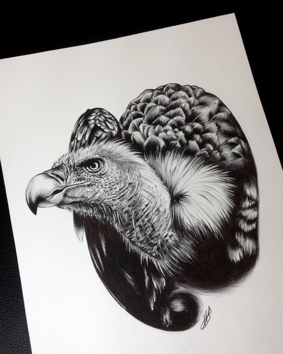 Vulture Drawing Realistic