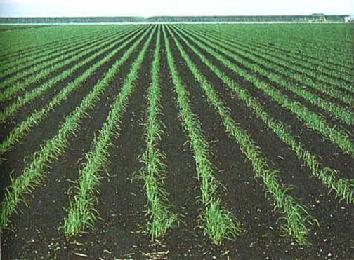 Monocular Cues Aerial Perspective