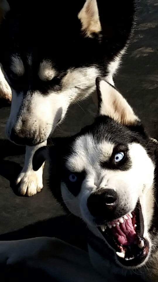 Husky Snarl