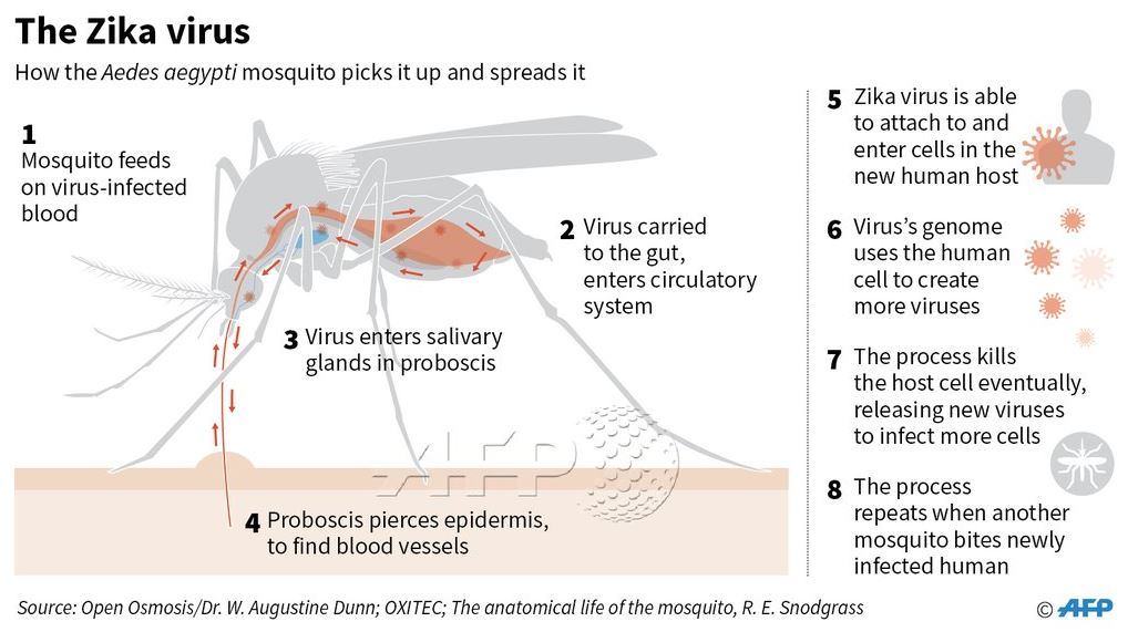 NEWSGRAPHIC How the aedes aegypti mosquito picks up the Zika virus from ...