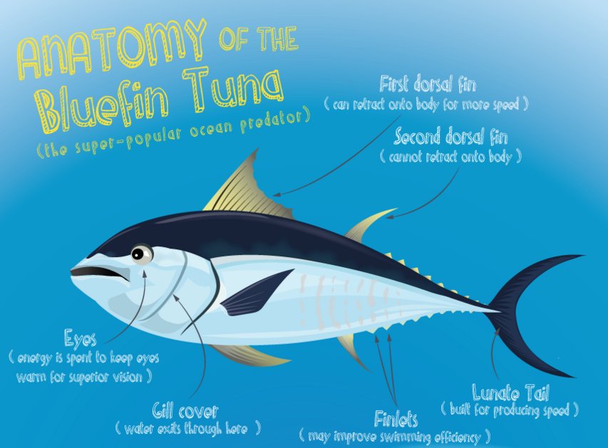 Tuna Fish Anatomy