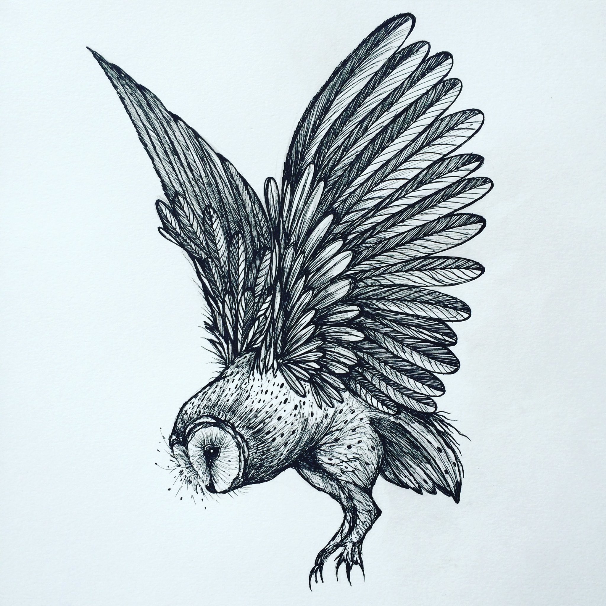 Flying Owl Pencil Drawings