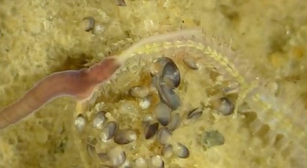 Ribbon Worms Eat Themselves