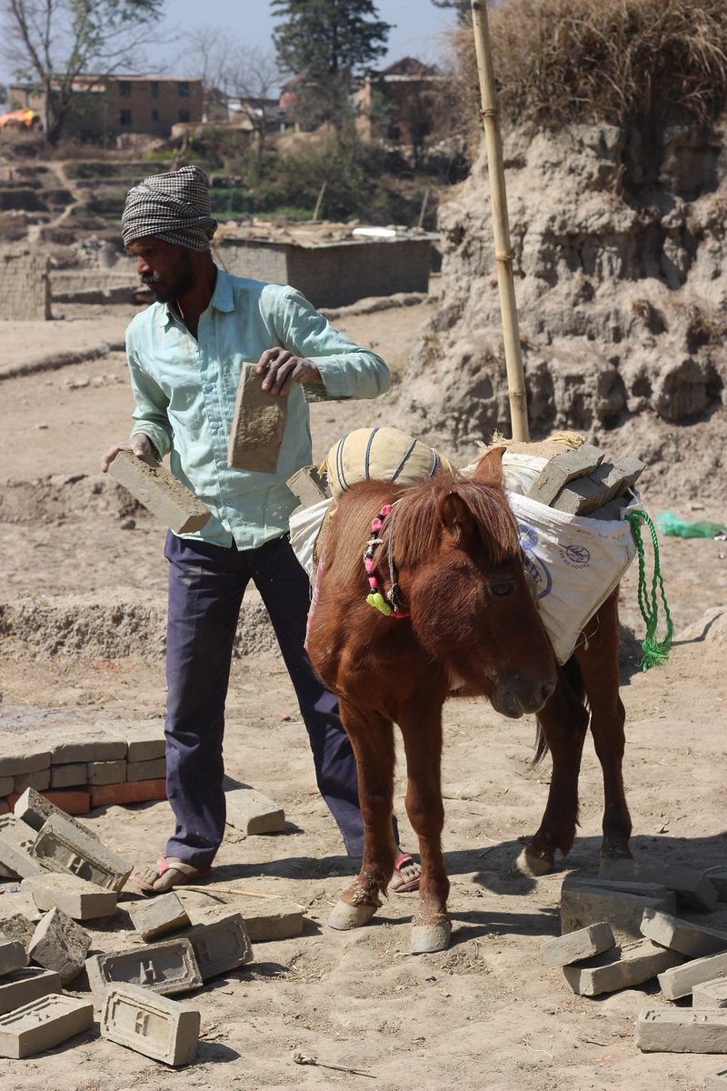 Animals Working Together