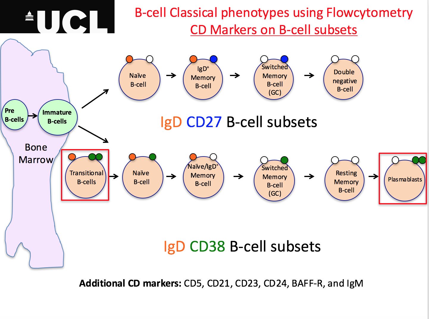 Memory B Cell Markers