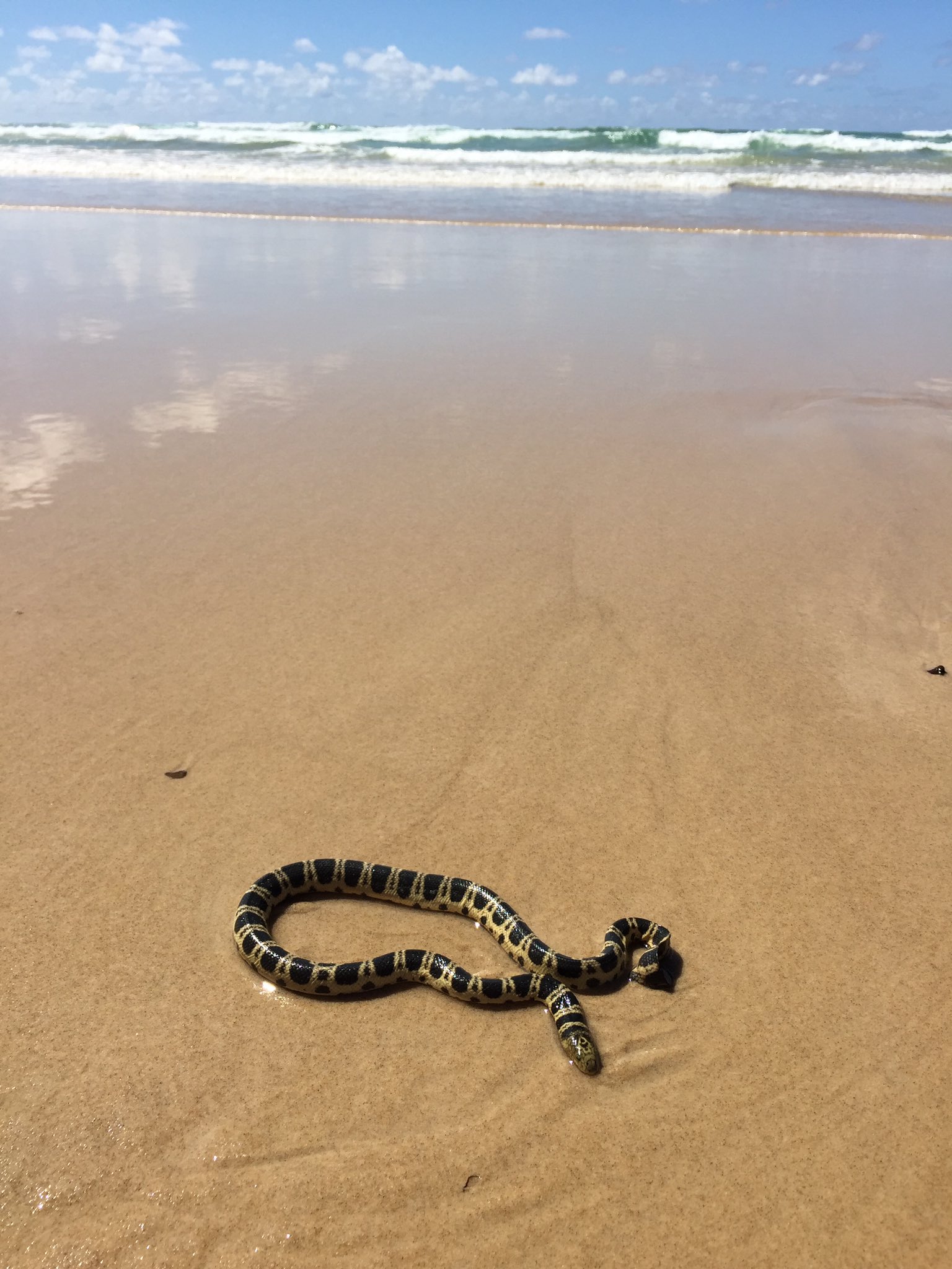 Stokes Sea Snake