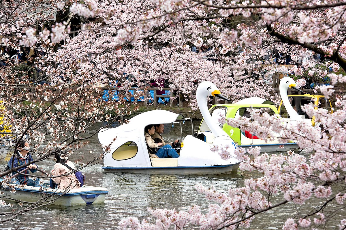 Sakura & swan boats on the pond at inokashira park in kichijoji today ...