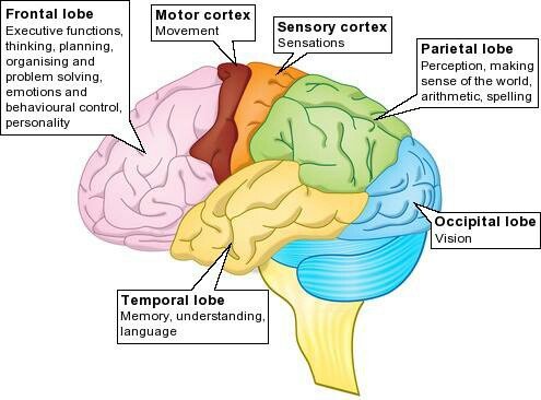 Ap Psychology Brain Diagram