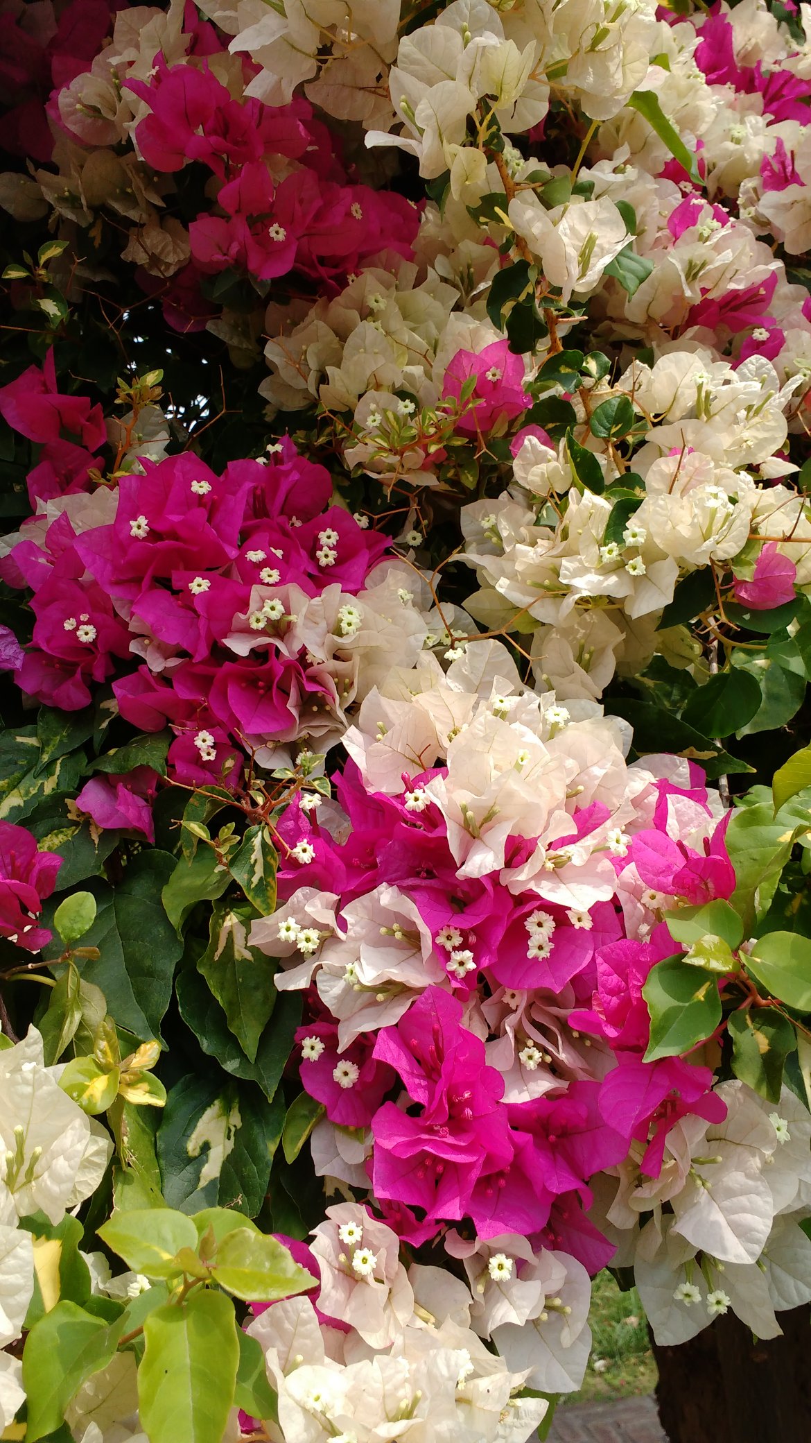 Tsering Choton (@ChotonTsering) / Twitter