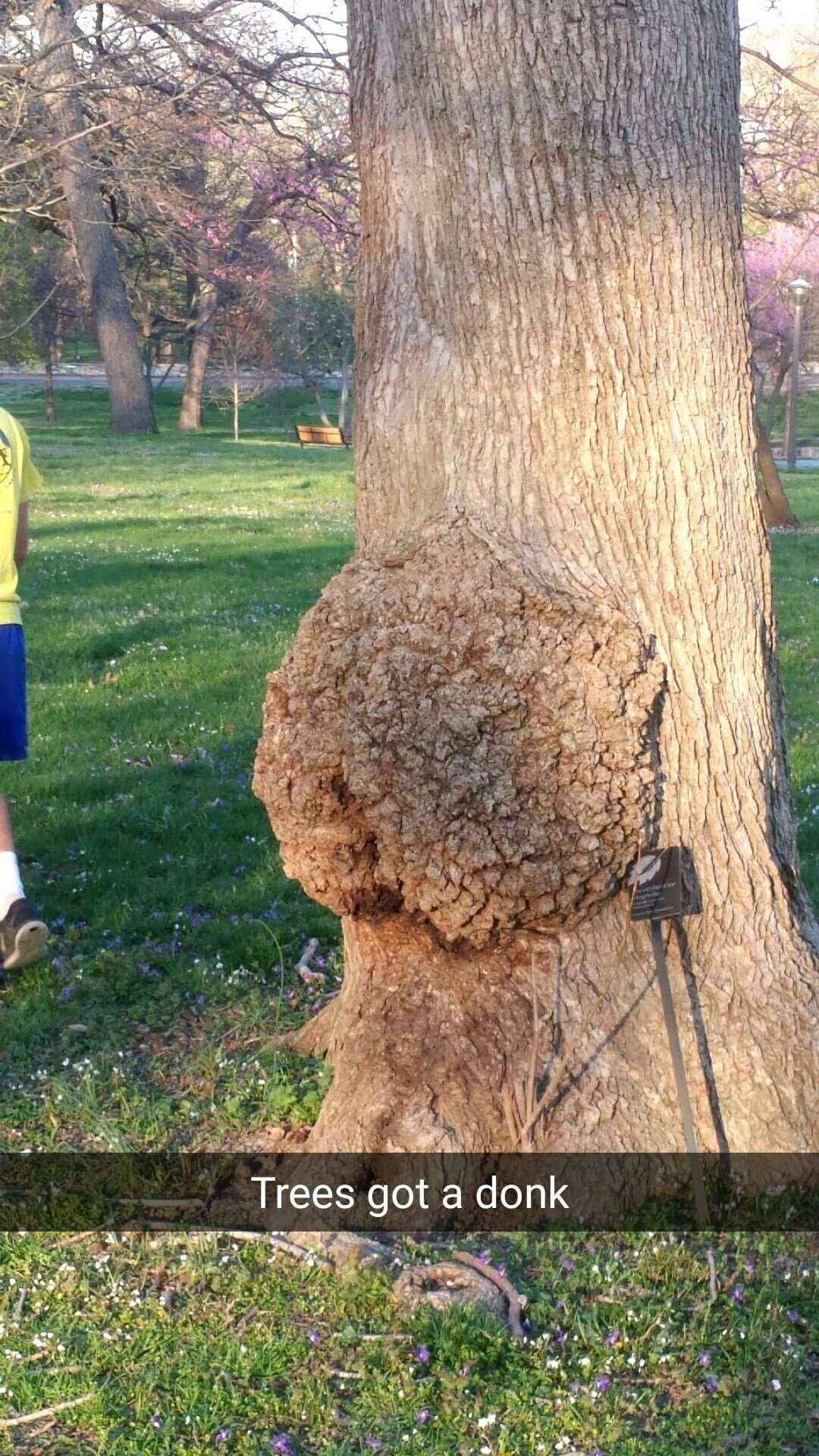 Spank Men's Ultimate on Twitter: "An essential stop in St. Louis is the Majestic Butt-Tree. It's ...