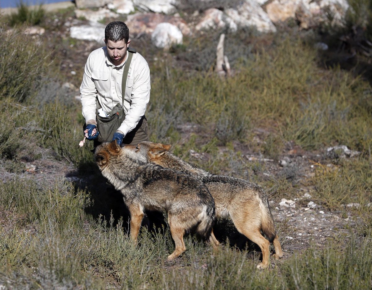 Lobos en semilibertad,a tu alcance en el centro del lobo ibérico de ...