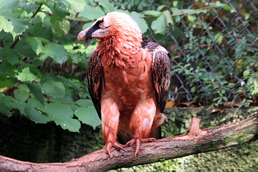 Bearded Vulture Red Feathers