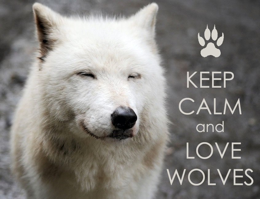 Keep Calm And Love Wolves