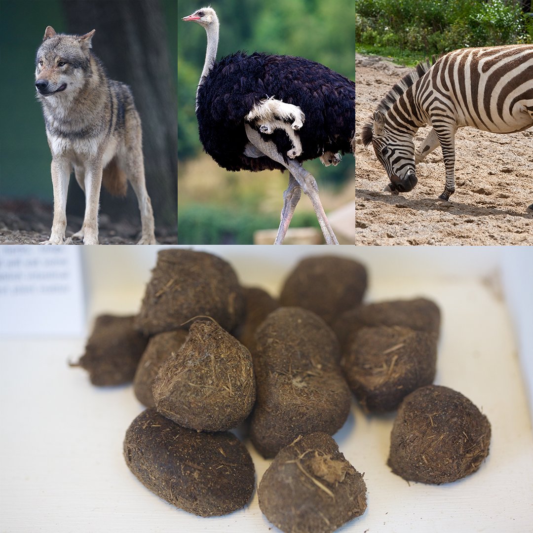 Ostrich Pooping Ewwwwwwwww, What's That You're Eating... Woburn