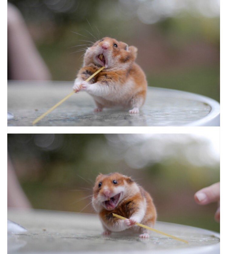 Hamster Eating Spaghetti