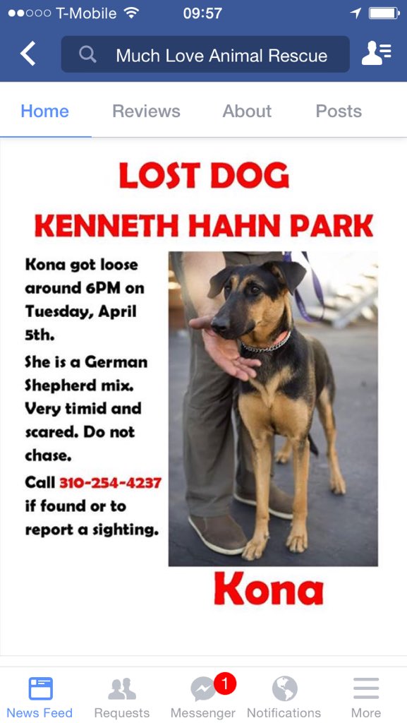 What To Feed A Lost Dog