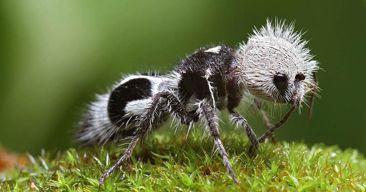 On l’appelle souvent la fourmi-panda, pourtant cet étrange #insecte est ...