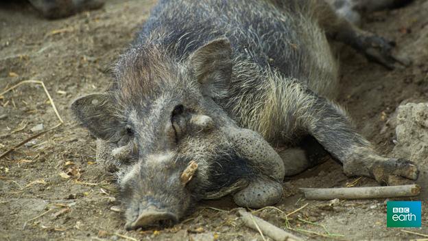 The Bawean Island warty pig has three pairs of enormous warts on each ...