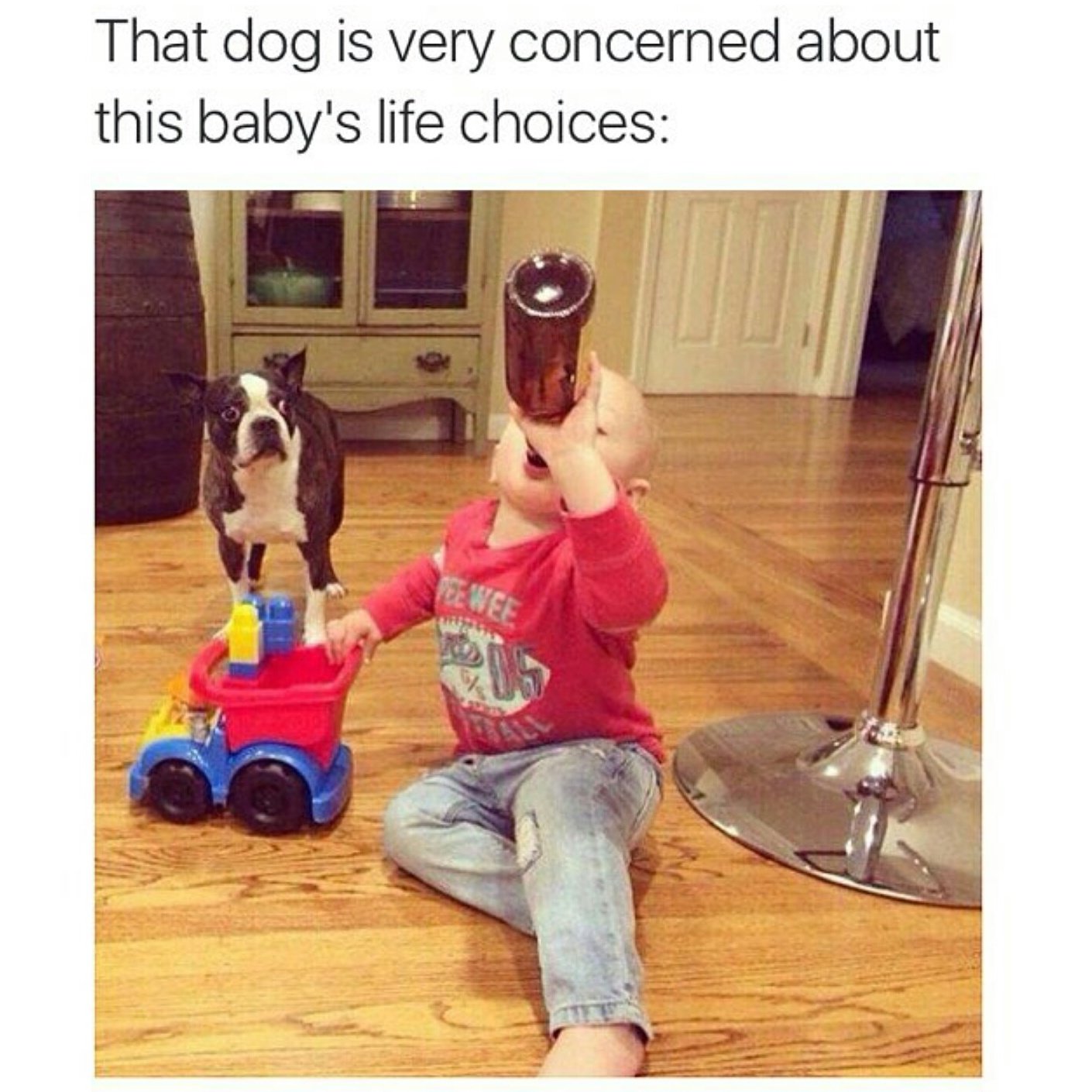 Hilarious Baby Memes Dog Baby Dogs 🔴 Cute And Funny Dog Videos