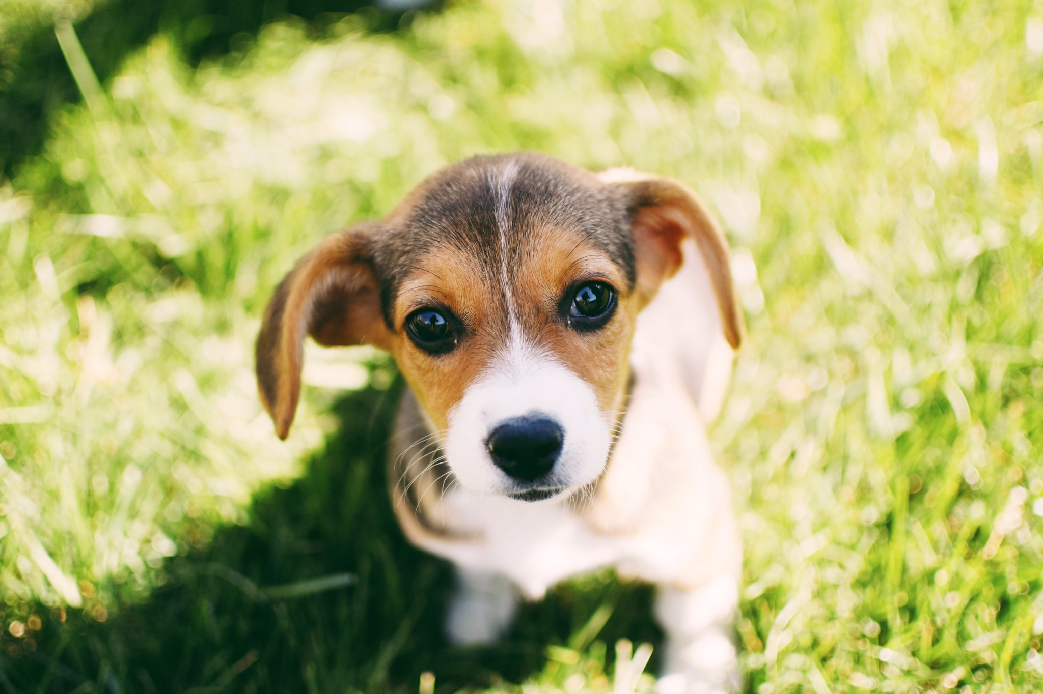 Beagle Corgi Mix