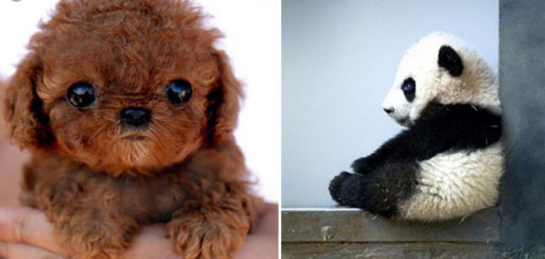 Dev Dev (@rosenberg_devyn) | Twitter