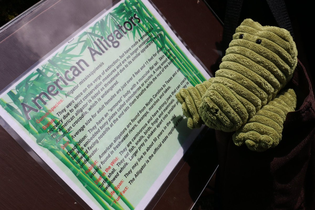 Alfred The Alligator (@AlfredAlligator) | Twitter