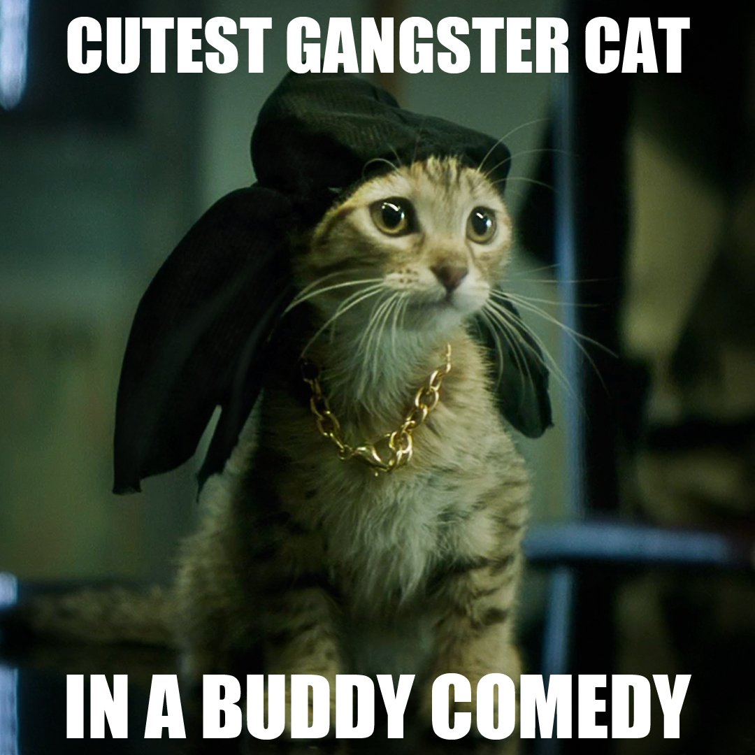 Gangsta Cat Meme