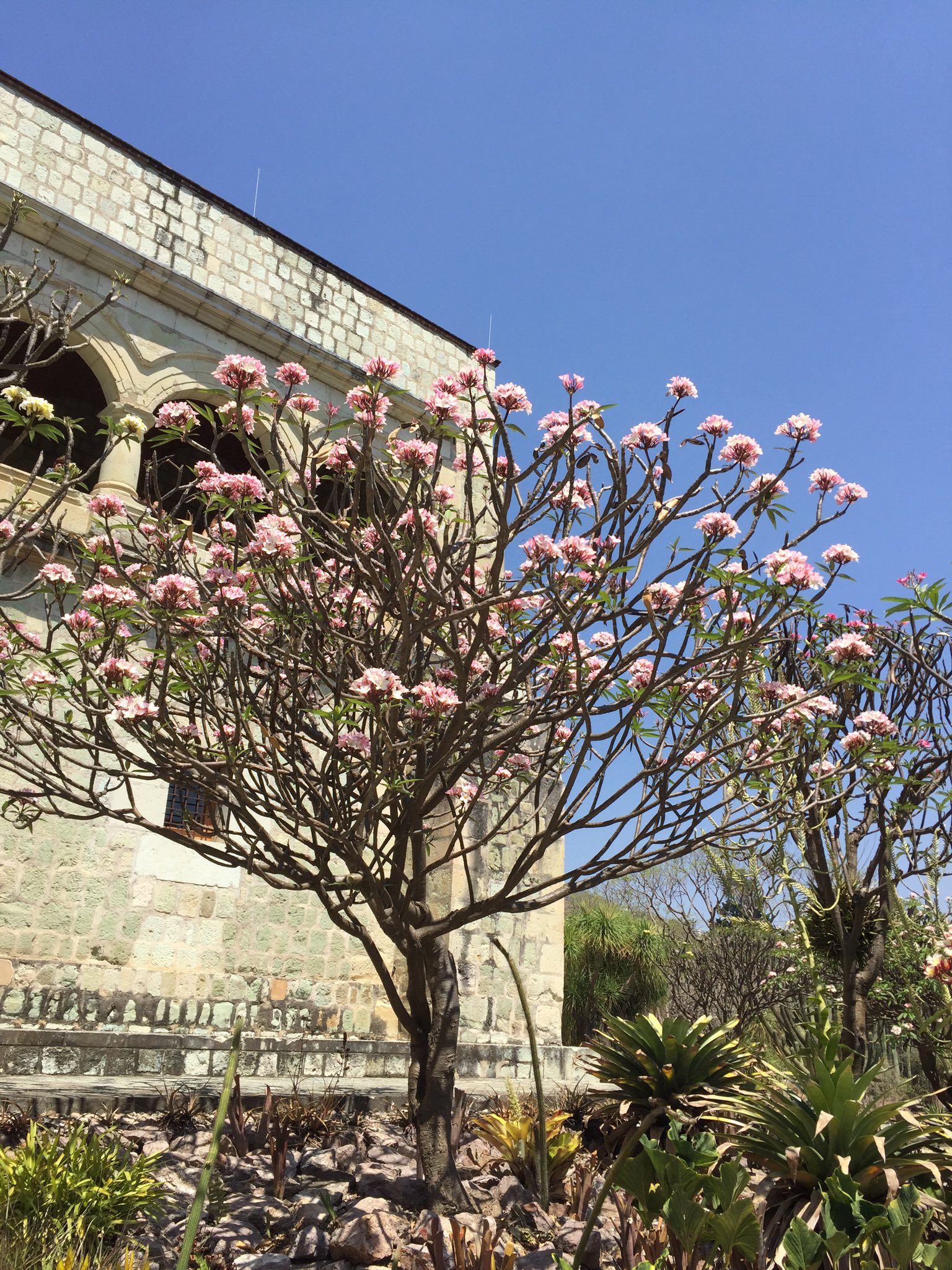 árbol De Flor De Mayo