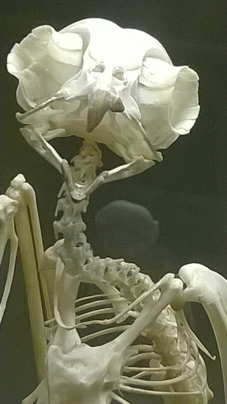 Great Horned Owl Skeleton